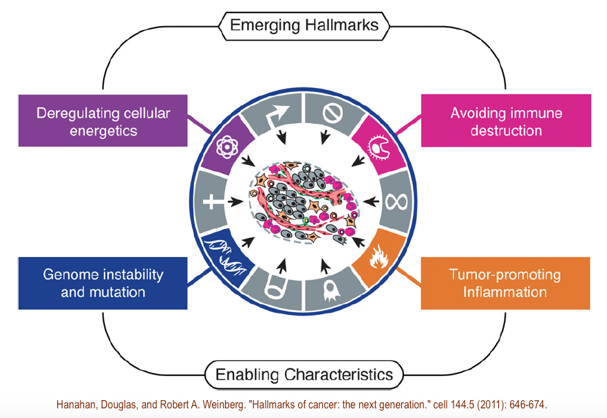 The Hallmarks of Cancer in a Nutshell | The Stealth Syndromes Project